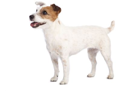 isolated jack russell terrier over white background: Royalty-free ...