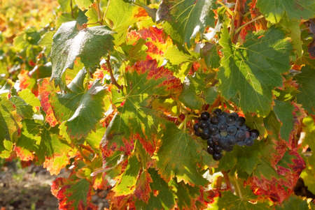 leaf of grapevine color fallの写真素材 [40005874502] - イメージマート