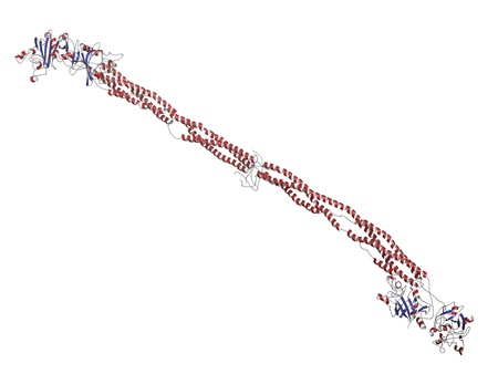 Photo of Chemical structure of human - ID:1-16083356 - Royalty Free ...