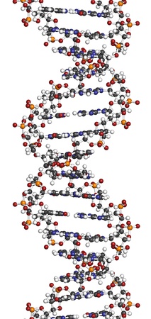 Photo of DNA structure. Computer model - ID:1-19743956 - Royalty Free ...