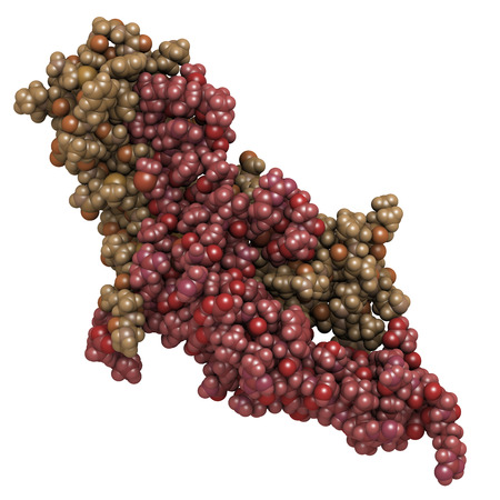 Photo of Human Chorionic Gonadotropin - ID:1-23134231 - Royalty Free ...