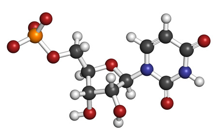 Photo of Uridine monophosphate (UMP, - ID:1-31177891 - Royalty Free ...