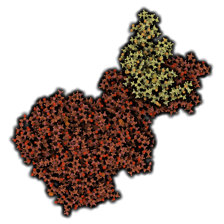 Photo of Human pancreatic lipase (HPL) - ID:1-36765507 - Royalty Free ...