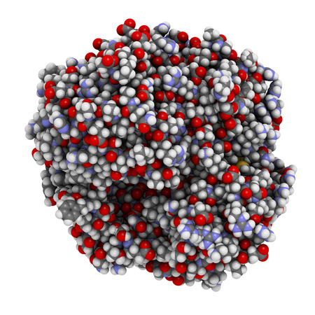 Photo of Gamma-glutamyltranspeptidase 1 - ID:1-36765903 - Royalty Free ...