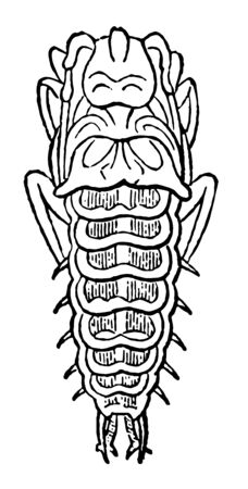 Larva of Mormolyce Phyllodes contains carnivorous beetles of very small ...