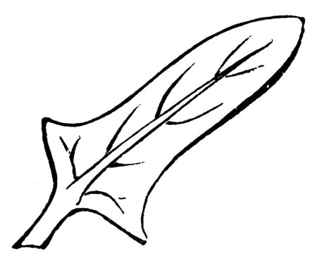 This hastate leaf looks like a sword shape, vintage line drawing or ...