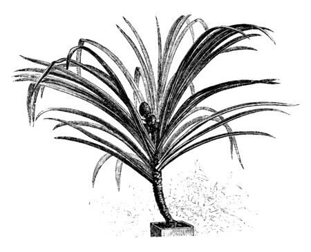 Vector of A picture showing a Pandanus - ID:1-132877063 - Royalty Free ...
