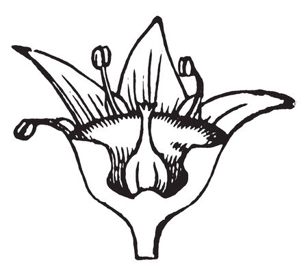 Vector of This Picture shows the - ID:1-132883524 - Royalty Free Image ...