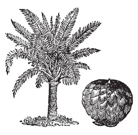 A fruit obtained from palm trees. The sage-bearing palms thrive in the ...