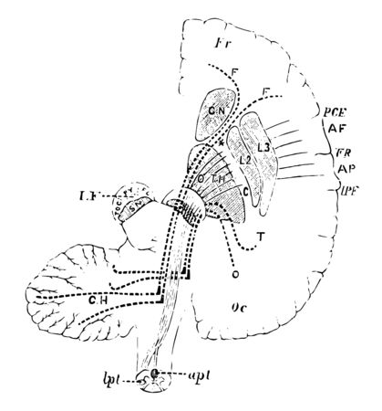 Vector of Diagram of the motor tract as - ID:1-132980811 - Royalty Free ...