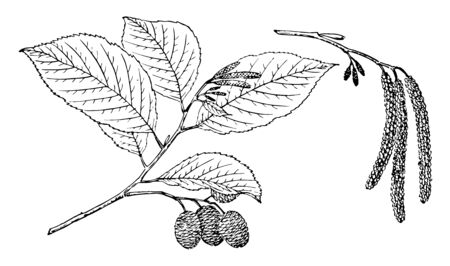 Vector of This is branch of Alnus - ID:1-132997030 - Royalty Free Image ...