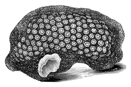 Astraea rotulosa usually form thick stony masses, vintage line drawing ...