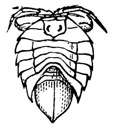Vector of Isopod is one of the most - ID:1-133042152 - Royalty Free ...
