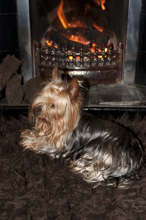 a shot of a tiny cupcake yorkie dog sitting cosy on a carpet in front ...