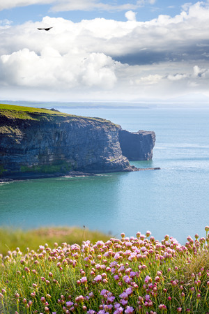 rocky jagged coastline and cliffs with flowers in county kerry ireland ...