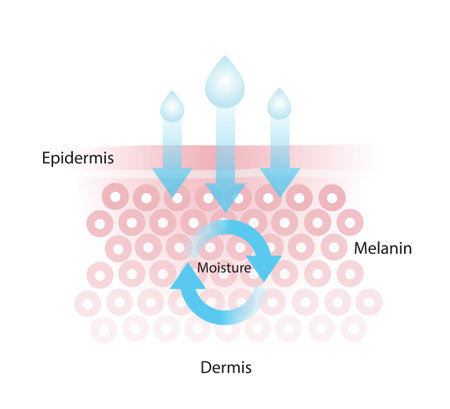 The mechanism of nutrient absorption through skin layer vector isolated ...