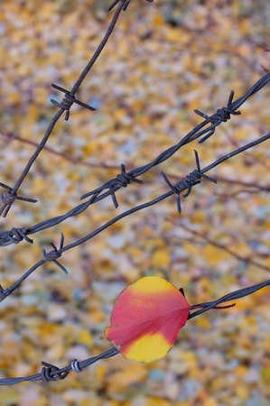 Leaf got entangle in barblockの写真素材 [40000920794] - イメージマート