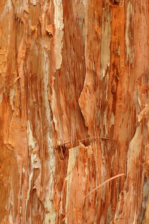 Abstract Background Texture of a Paperbark Tree (Melaleuca)の写真素材 ...