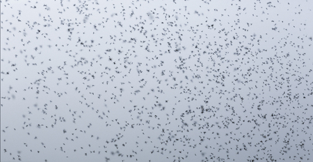 Flying insects swarm of mosquitoes. - Stock Image - Everypixel