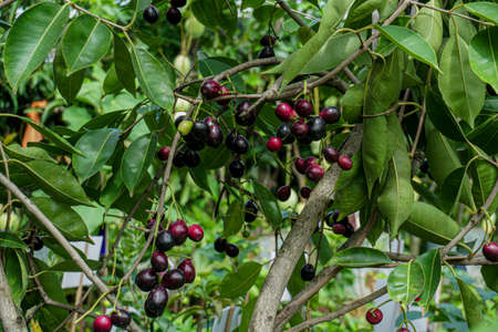 Photo of Jaam Jambul Jamun or Syzygium - ID:1-167258480 - Royalty Free ...