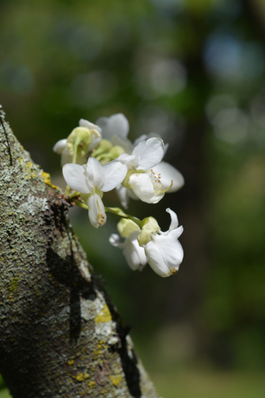 White Judas tree - Latin name - Cercis siliquastrum Albaの写真素材 ...
