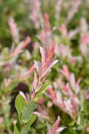 Photo of Dwarf Flamingo Willow Hakuro - ID:1-144447979 - Royalty Free ...