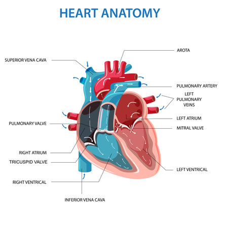 Vector of Anatomy of the human heart. - ID:194242603 - Royalty Free ...