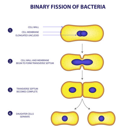 Vector of Binary fission process of - ID:1-198243924 - Royalty Free ...