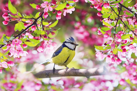 beautiful little bird tit sitting in may spring garden surrounded by ...