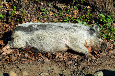 boar in the natural environment,travel concept in the wild. Carpathian ...