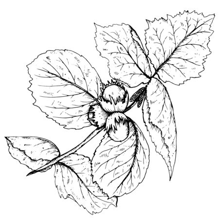 Hazelnut Plant Drawing