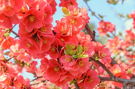Chaenomeles japonica pink tree flowers, Maule's quince, Gutuiul japonez ...