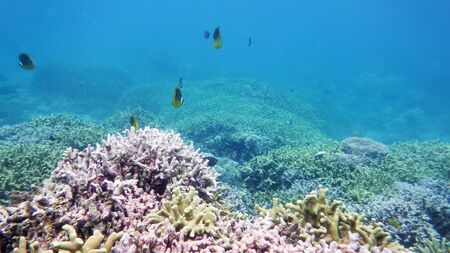 Underwater world of the South China Sea, a variety of corals, coral ...