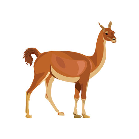 Vector of Guanaco standing, side view. - ID:1-90907857 - Royalty Free ...