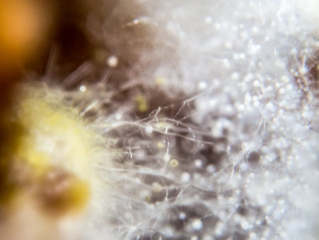 Mold on pork caused by moisture and mold it for a cause the diarrhea ...