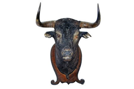 detail of a stuffed head of a bull isolated on a white backgroundの写真素材 ...