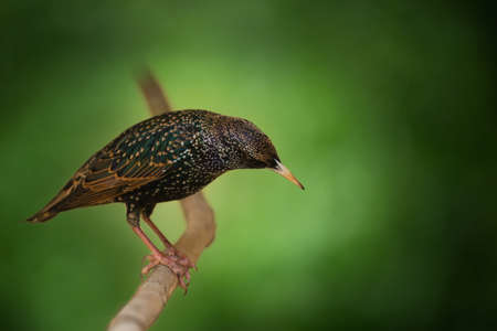 Common starling (Sturnus vulgaris) sitting on a branch over green ...