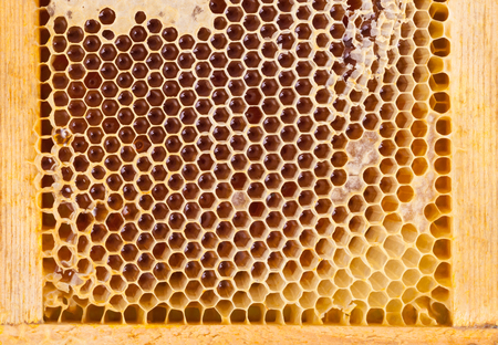 Studio close up shot of organic honey in a comb - well-being and ...