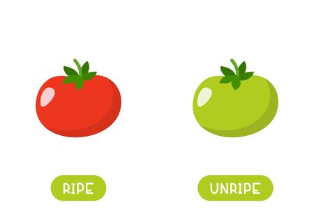 Vector of Red and green tomato cartoon - ID:143947289 - Royalty Free ...