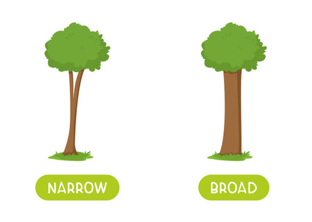 Vector of NARROW and BROAD antonyms word - ID:1-157702836 - Royalty ...