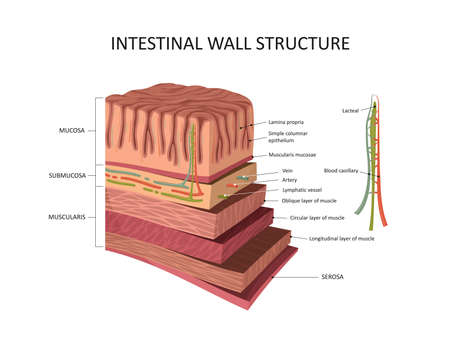 Vector of Intestinal wall structure. - ID:170061909 - Royalty Free ...