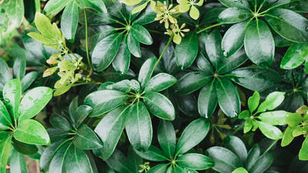 Green dwarf umbrella tree (Schefflera arboricola) in a garden ...