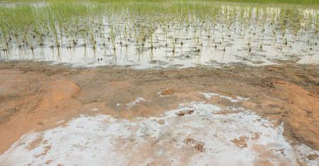 Agricultural areas with stains of saline soilの写真素材 [40172755200] - イメージマート