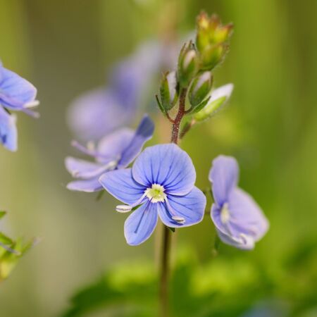 look-up-and-kiss-me flowers in grass. Close up, shallow deep of fieldの ...