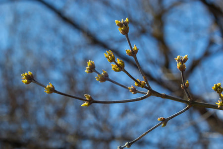 budding buds on a tree branch in early spring macro. Early spring, a ...