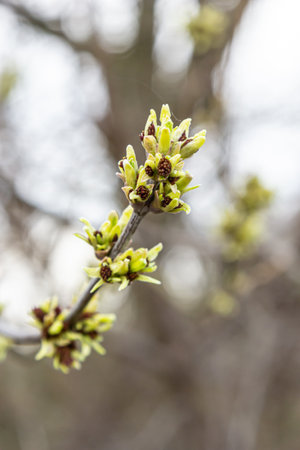 budding buds on a tree branch in early spring macro. Early spring, a ...
