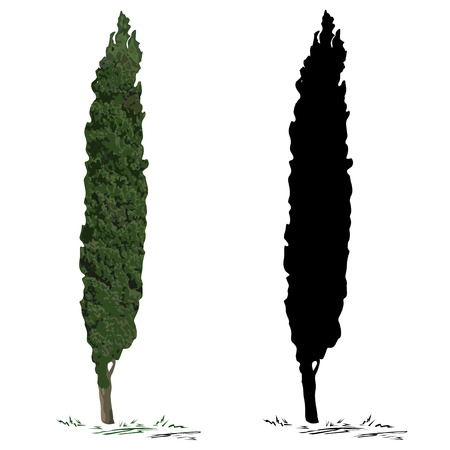 Vector of Cypress (Cupressus L.), the - ID:1-124119623 - Royalty Free ...