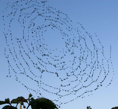 Flies have got stuck in a web (to fall a prey to spider).の写真素材 ...