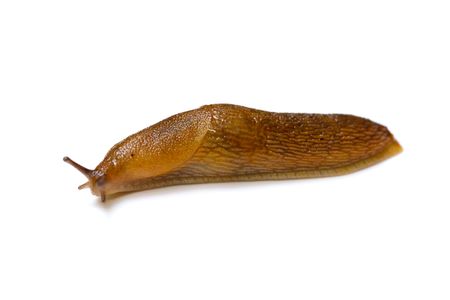 Slug - the slowest animal. It creeps on a white background.の写真素材 ...