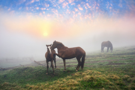 Gentle nature Images - Search Images on Everypixel